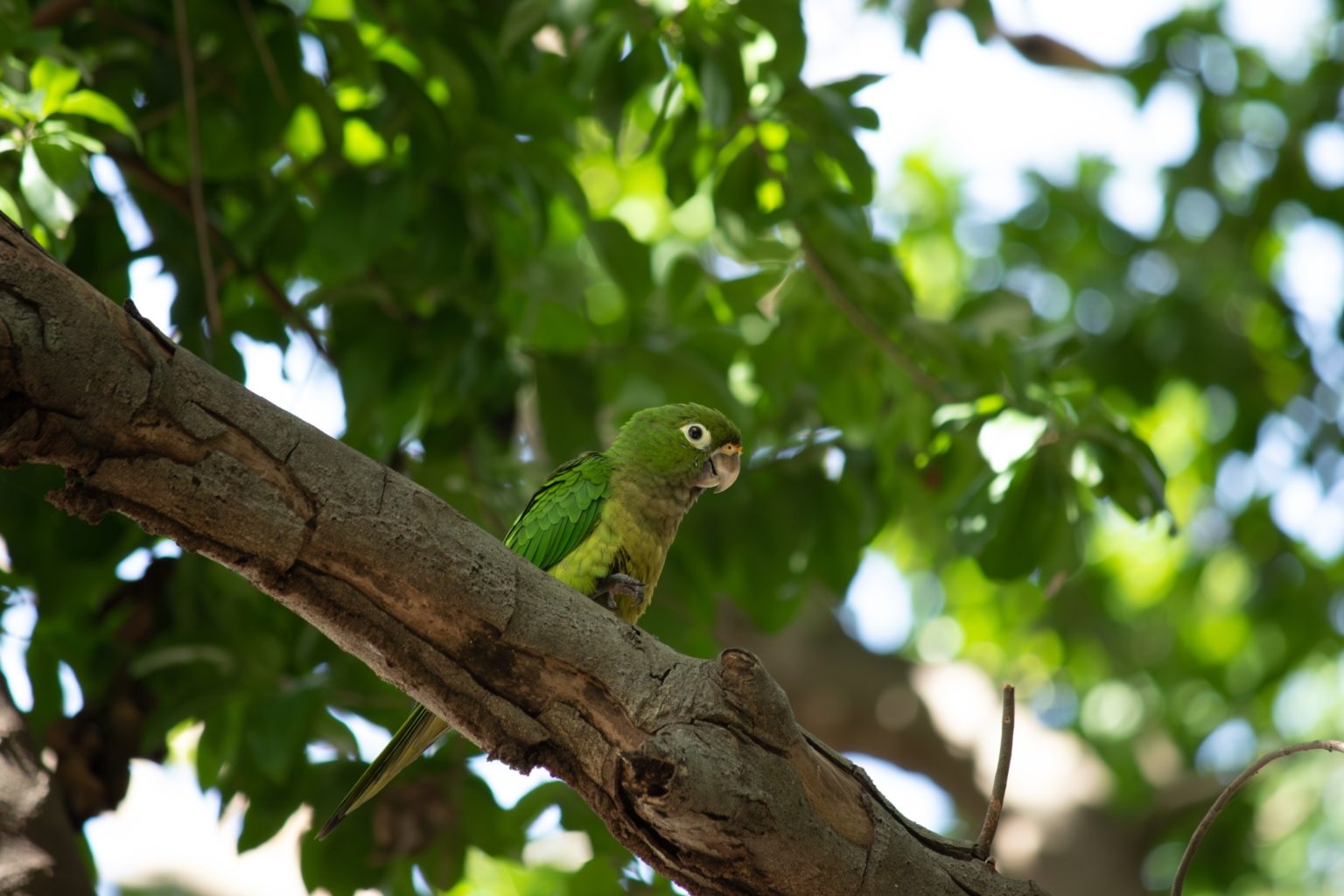 Parrots in Mexico