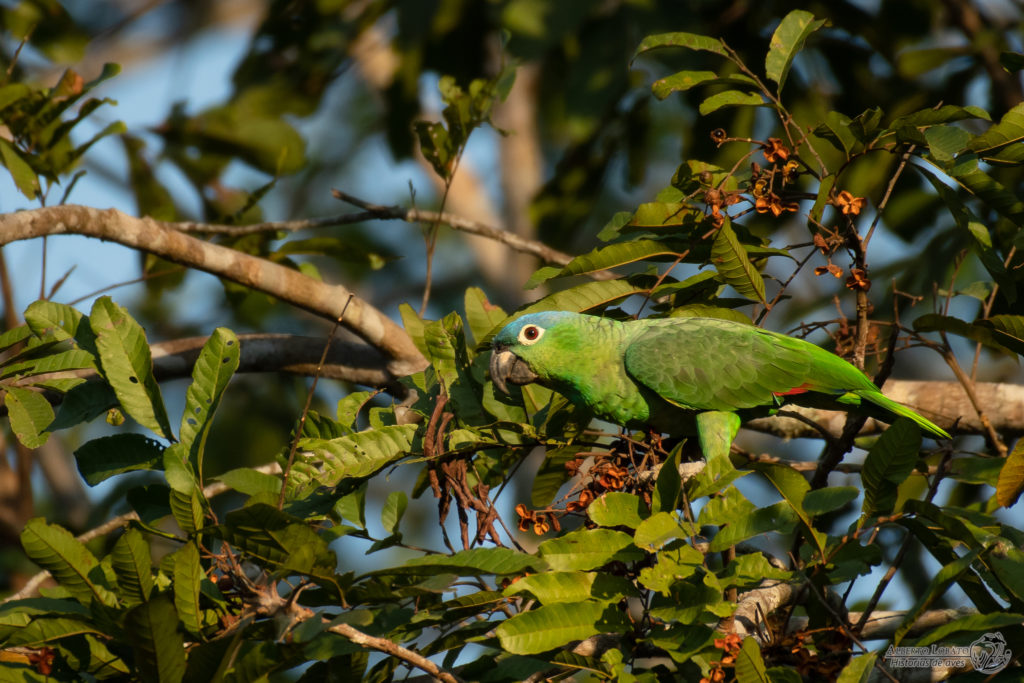 Parrots in Mexico