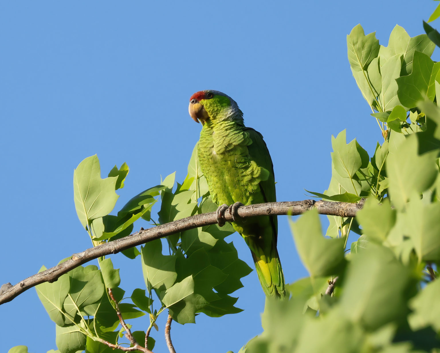 Parrots in Mexico