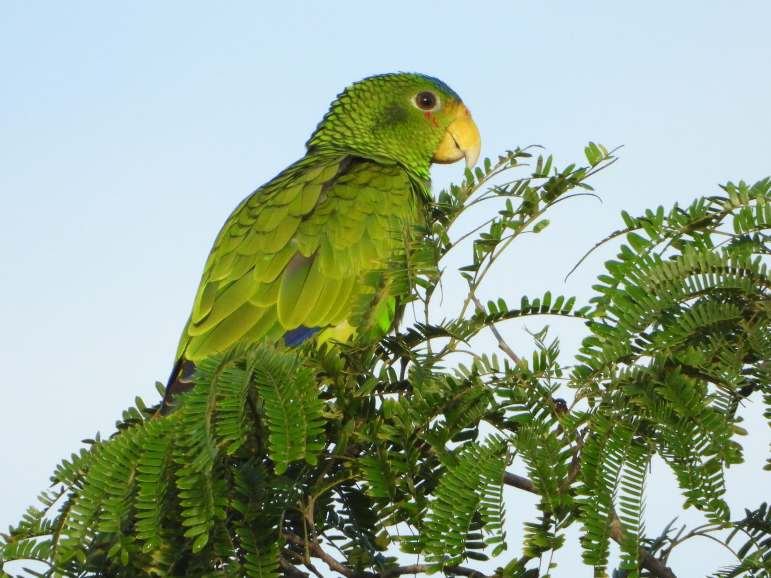 Parrots in Mexico