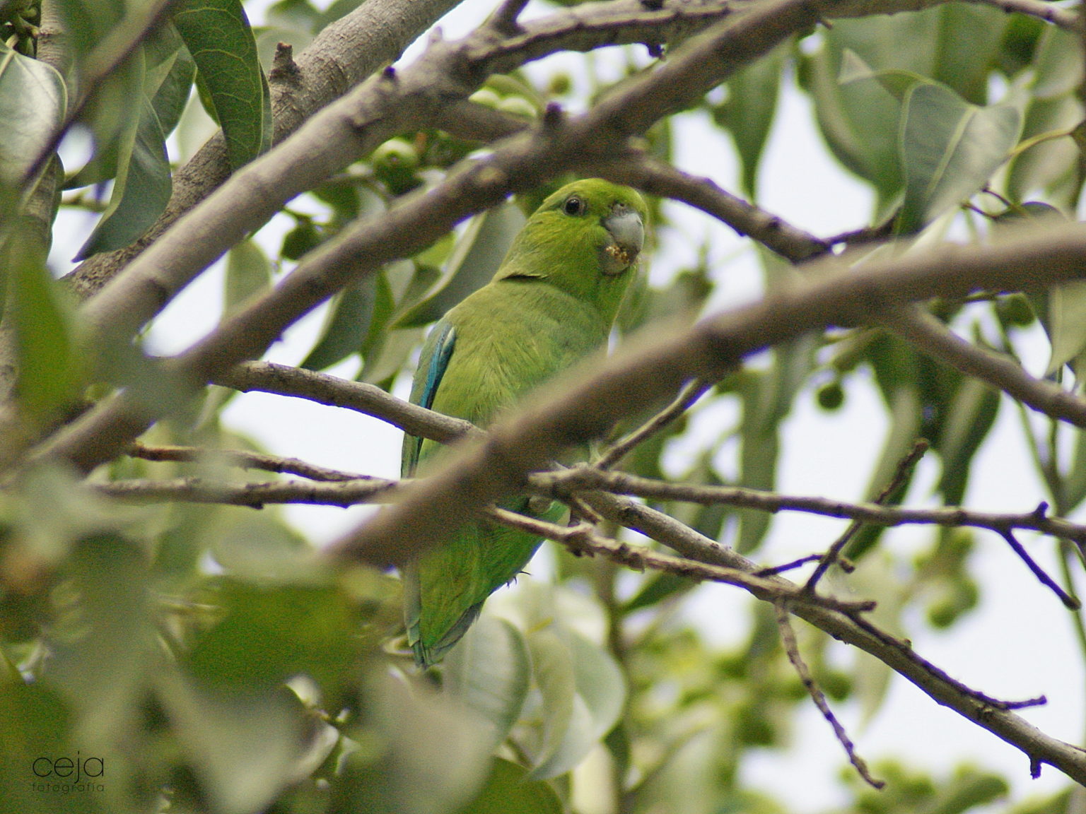 Parrots in Mexico