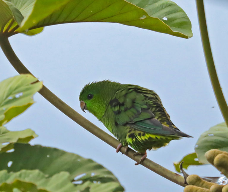 Parrots in Mexico